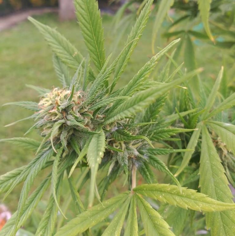 Adicción al cannabis y hachis - Psicólogo en Bilbao